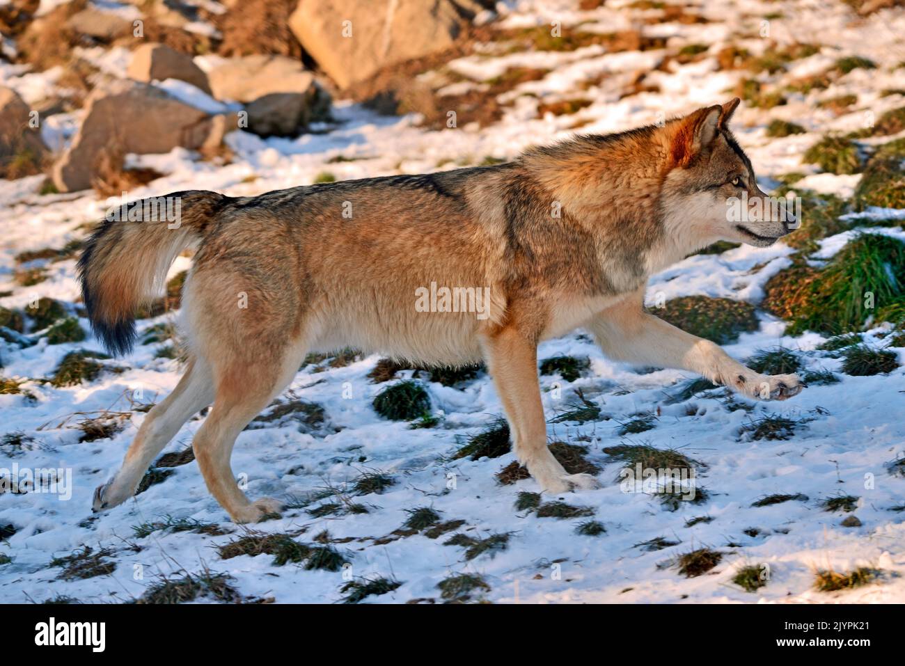 Tundra wolf (Canis lupus albus), Eurasian tundras, Captivity Stock ...
