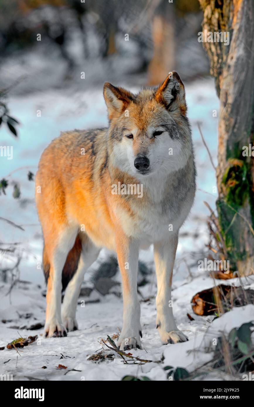 Eurasian tundra wolf canis lupus albus hi-res stock photography and ...