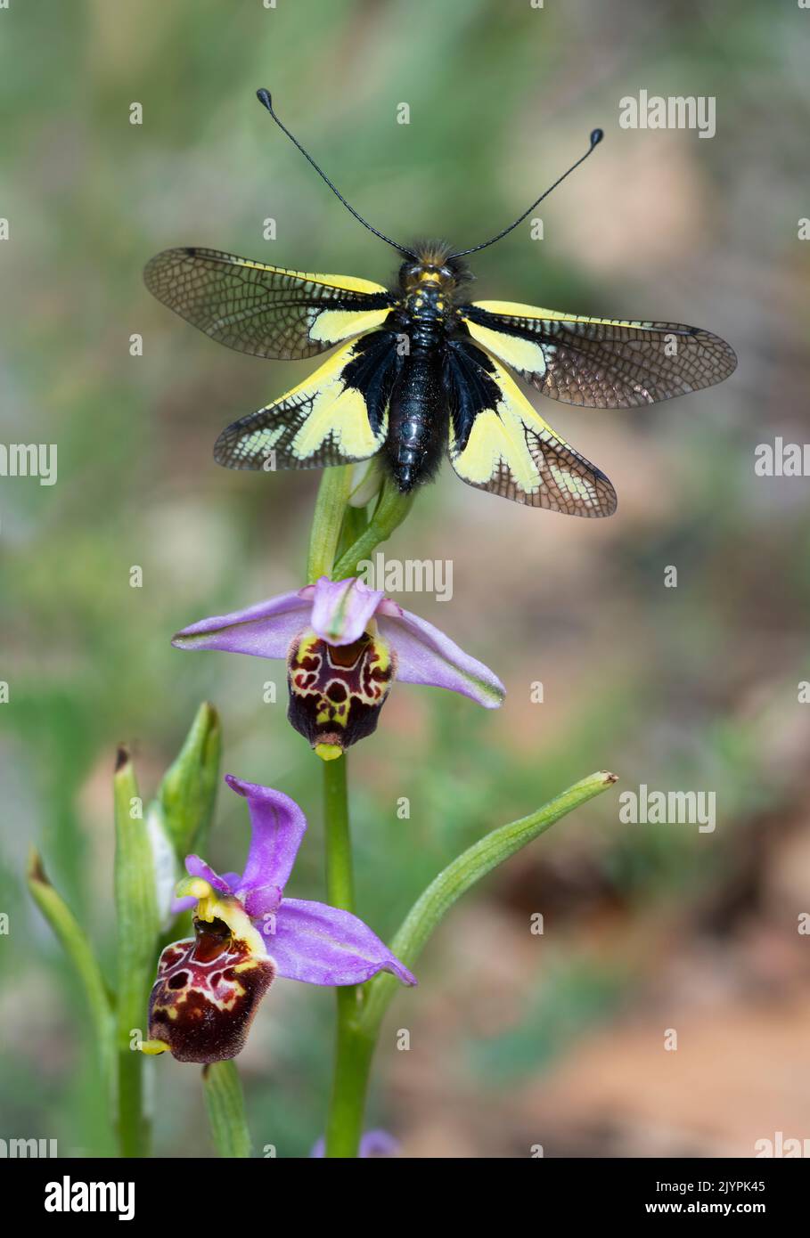 Butterfly-lion (Ascalaphus ottomanus) on Ophrys (Ophrys scolopax x ...