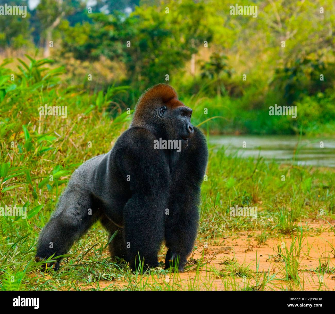 Lowland gorillas (Gorilla gorilla gorilla) in the wild. Republic of the ...