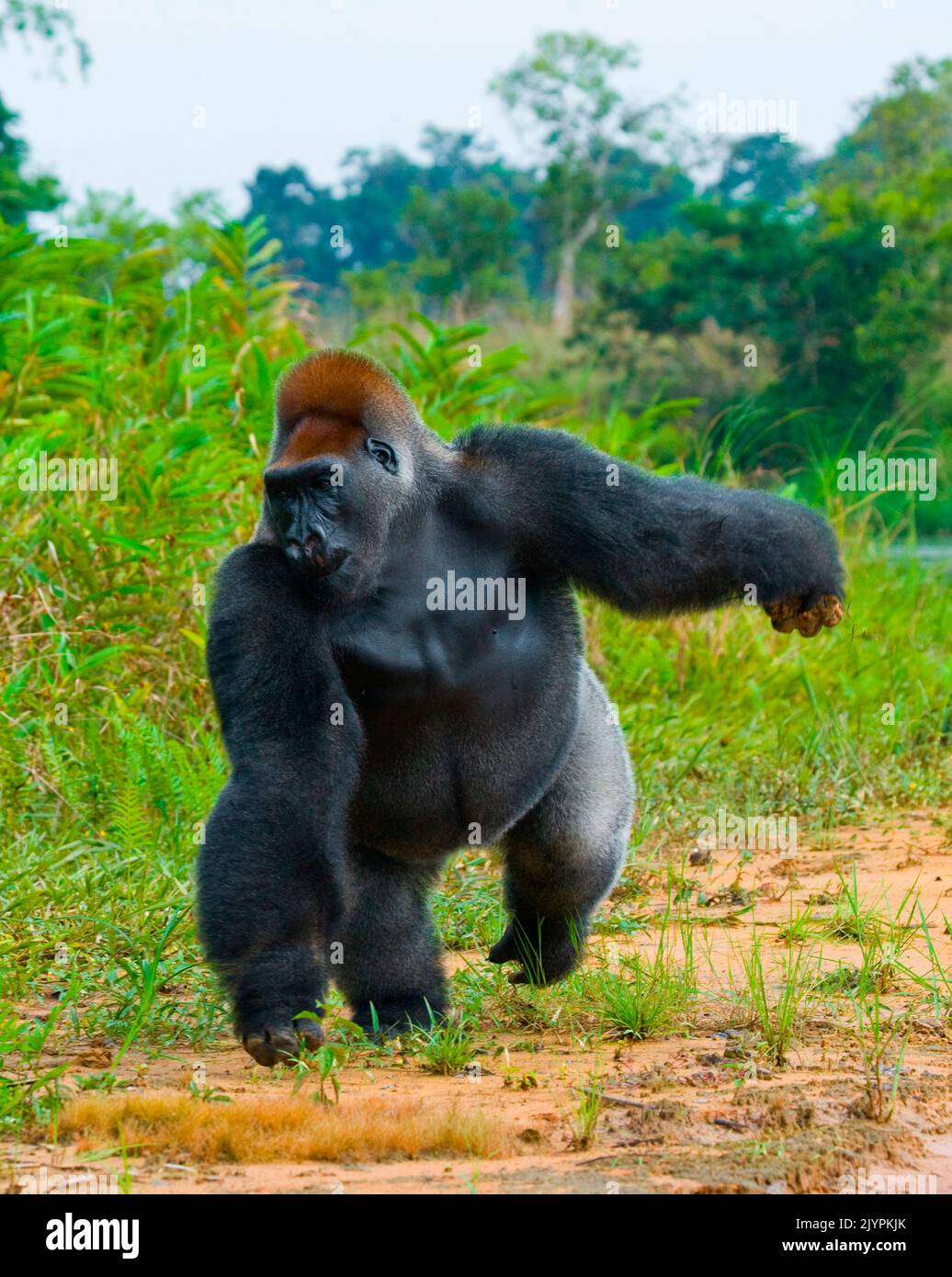 Lowland gorillas (Gorilla gorilla gorilla) in the wild. Republic of the ...