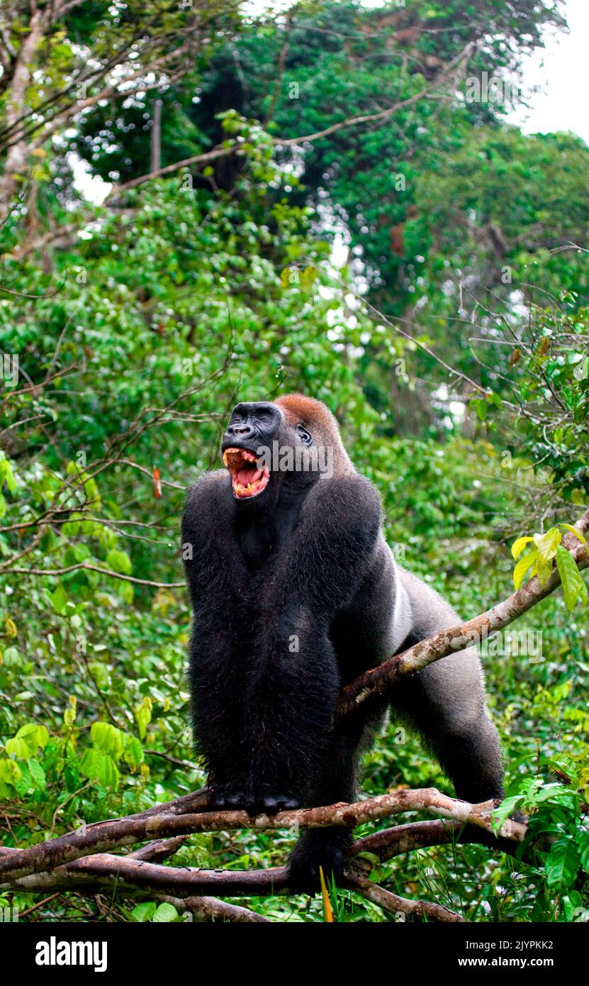 Big male gorilla (Gorilla gorilla gorilla) is standing on a dry branch ...