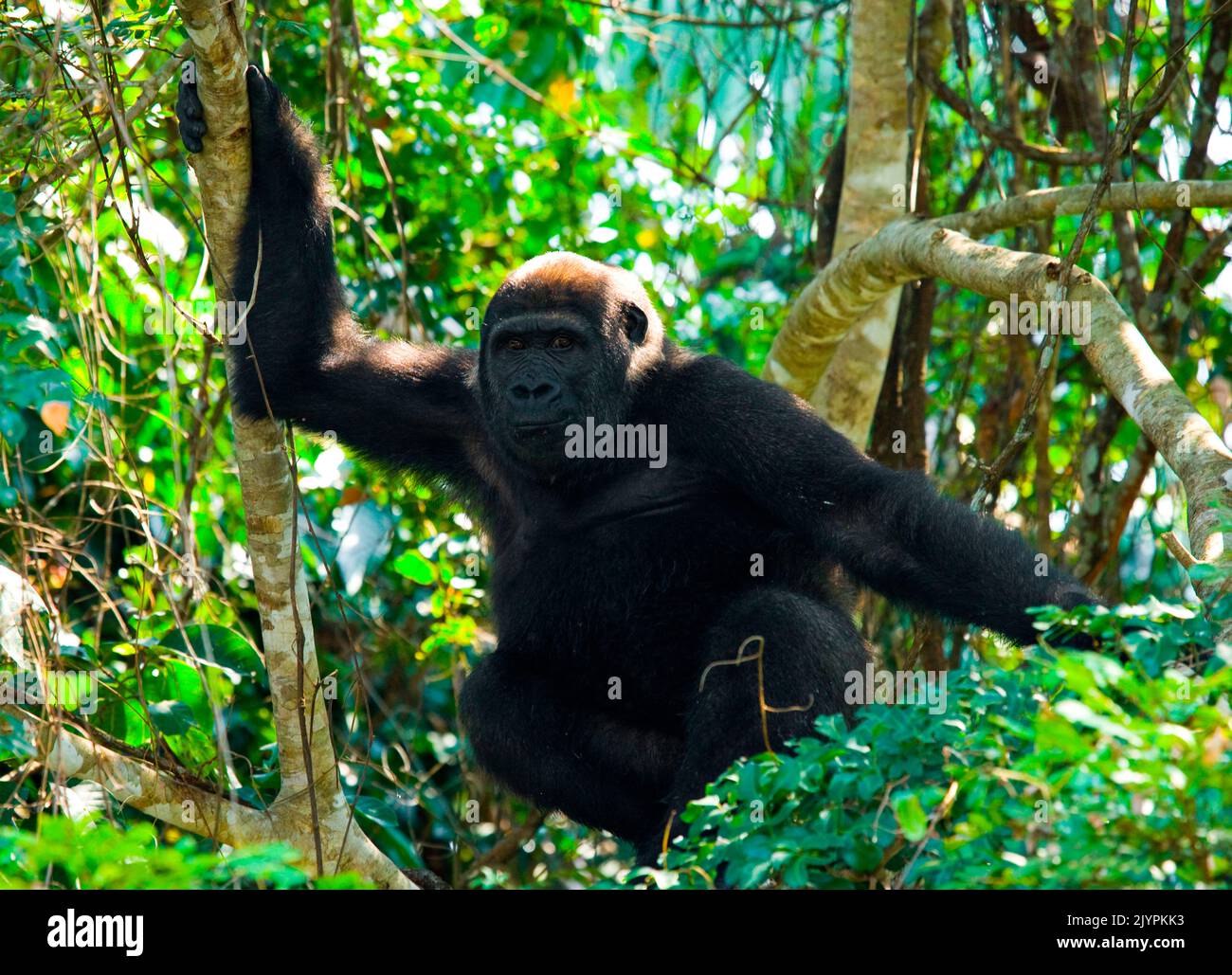 Lowland gorillas (Gorilla gorilla gorilla) in the wild. Republic Stock ...