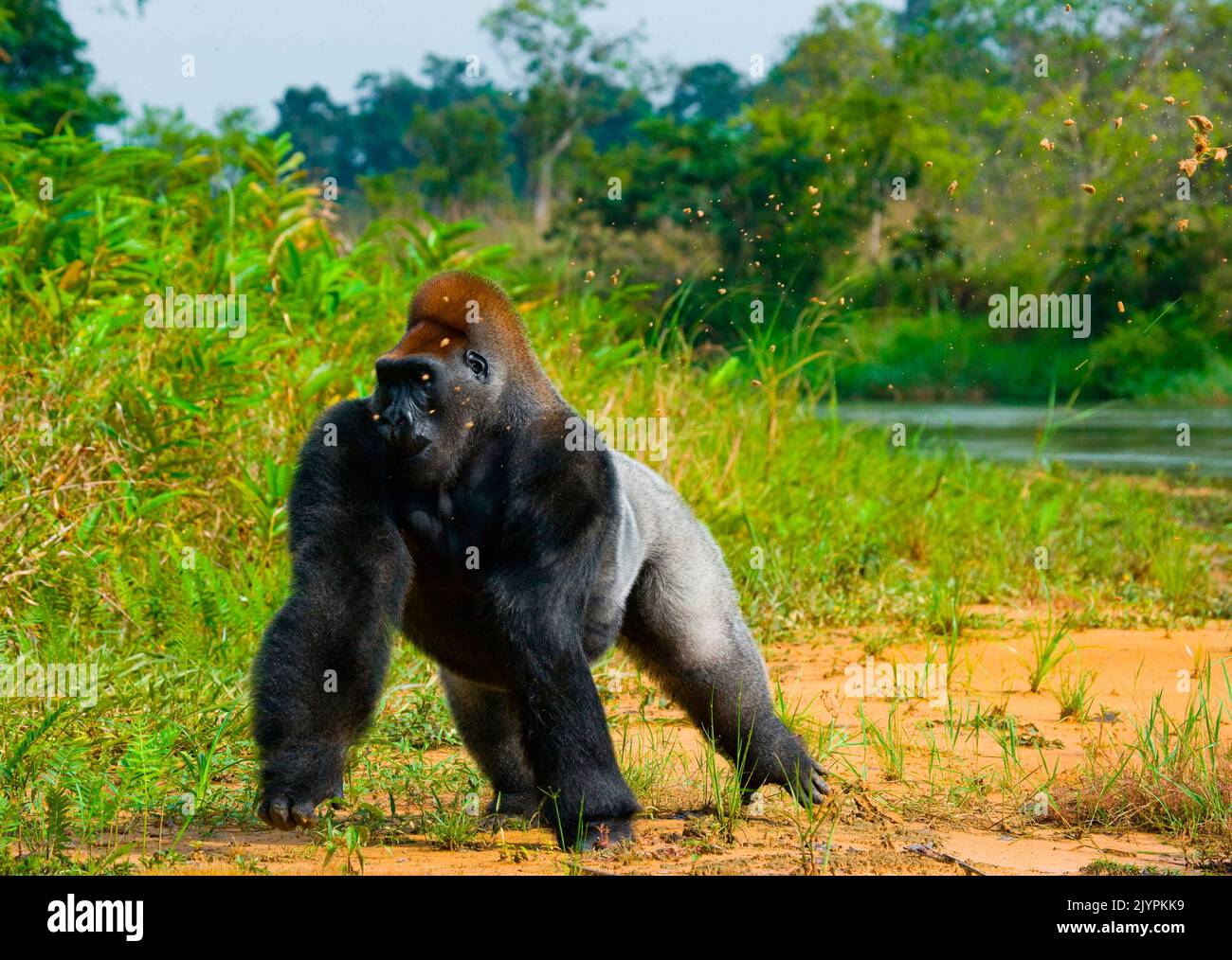 Lowland gorillas (Gorilla gorilla gorilla) in the wild. Republic of the ...