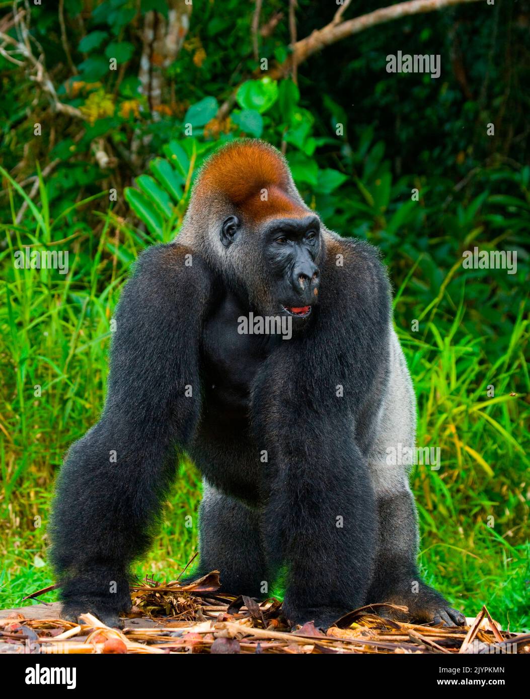 Lowland gorillas (Gorilla gorilla gorilla) in the wild. Republic of the ...
