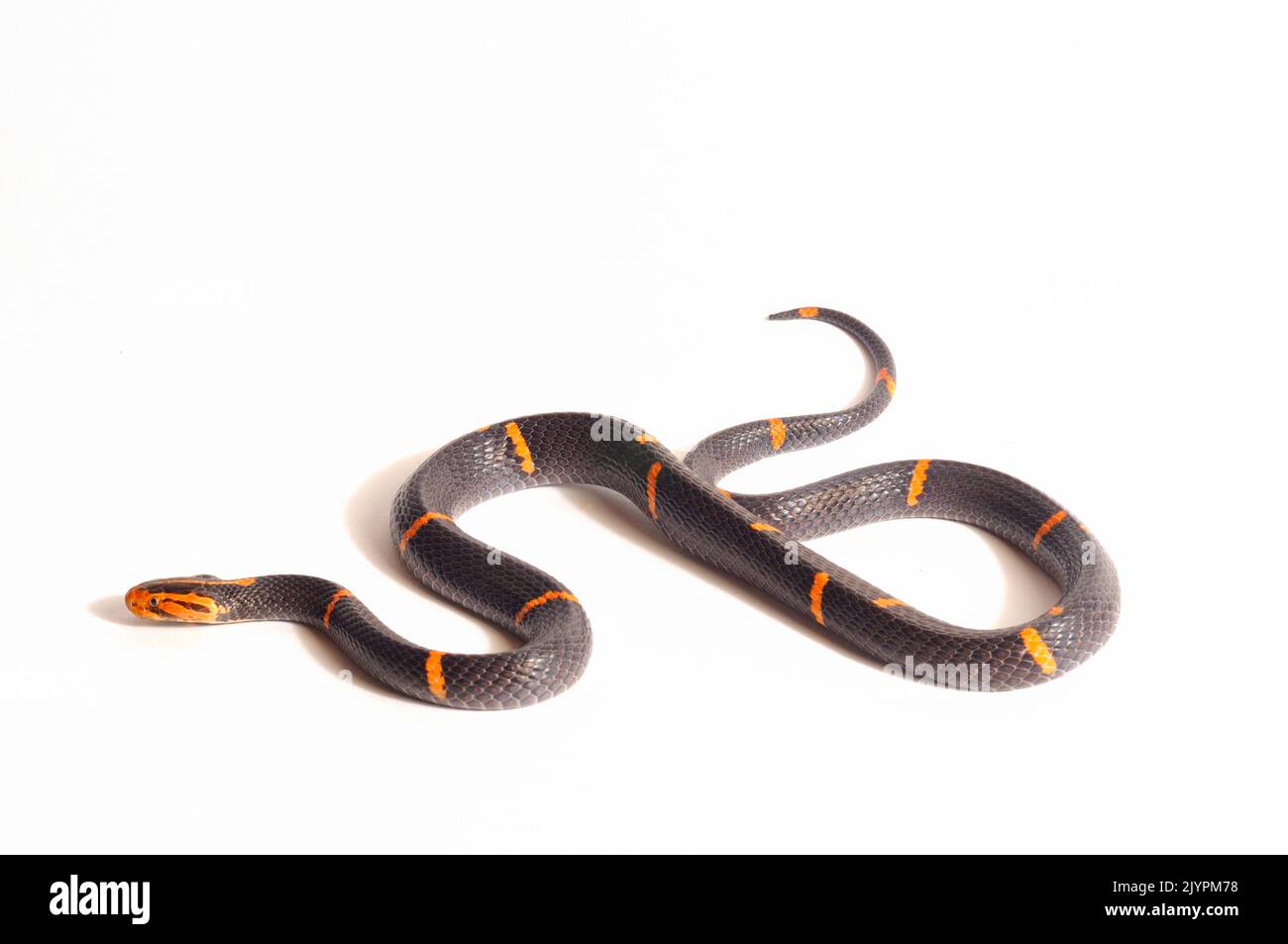 Fea viper (Azemiops feae) on white background, Chine, North Birmanie ...