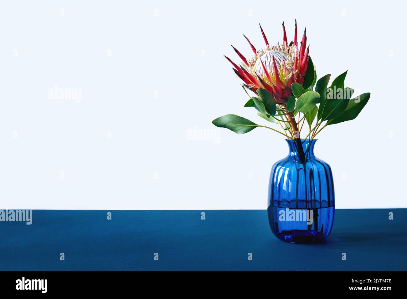 Protea flower in blue glass vase on blue table Stock Photo - Alamy