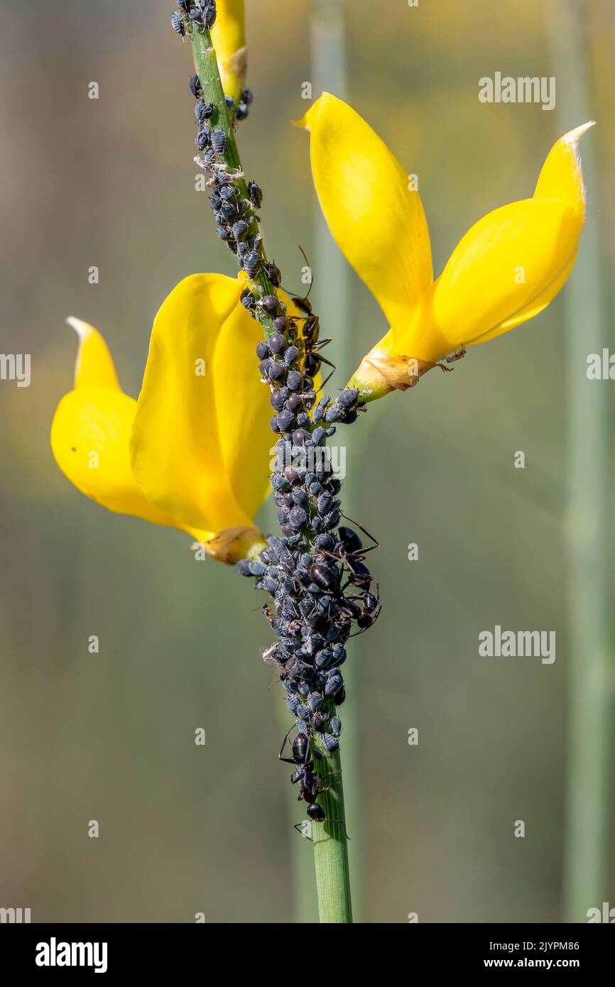 Laburnum aphids (Aphis cytisorum) on Spanish broom (Spartium junceum ...