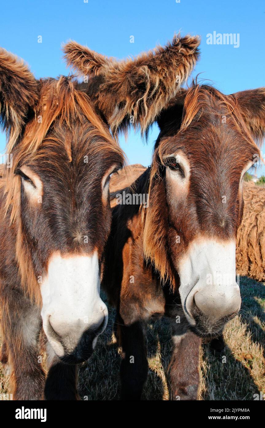 Poitou donkey (Equus asinus) Poitou, France Stock Photo - Alamy