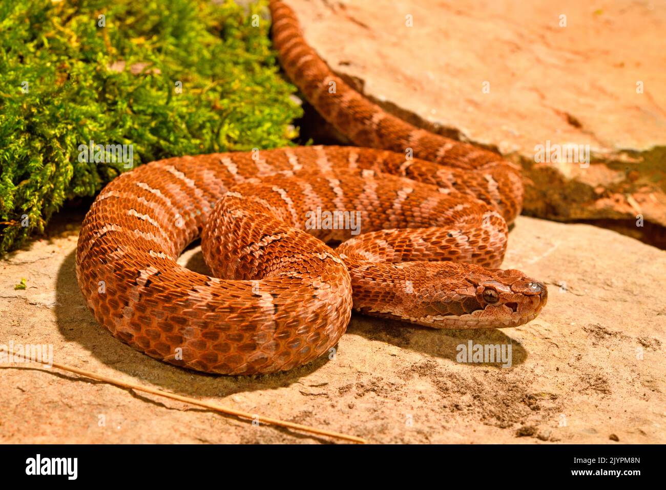 Asia pitviper (Gloydius intermedius saxatilis), N.E. China, E. Russia ...