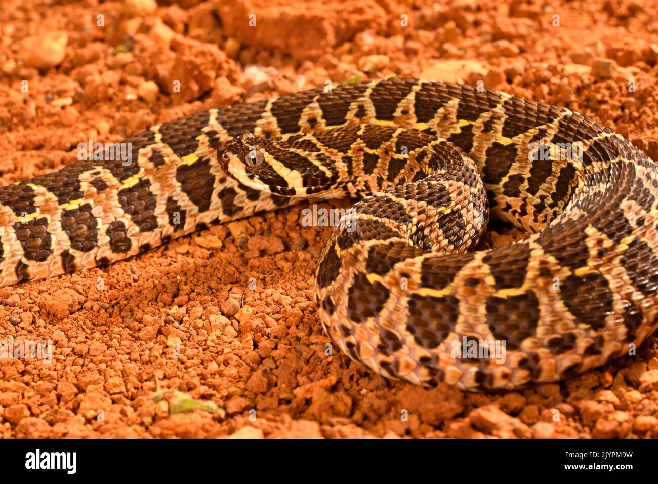 Swamp viper proatheris superciliaris hi-res stock photography and ...