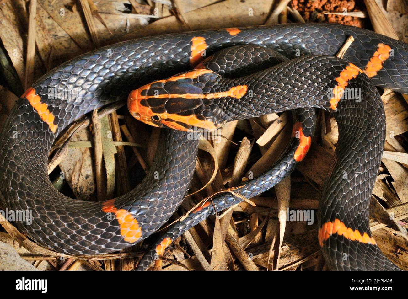Fea viper (Azemiops feae) on dead leaves, Chine, North Birmanie, North ...