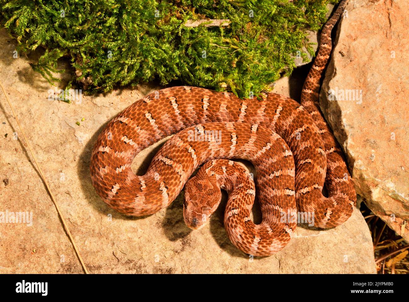 Asia pitviper (Gloydius intermedius saxatilis), N.E. China, E. Russia ...