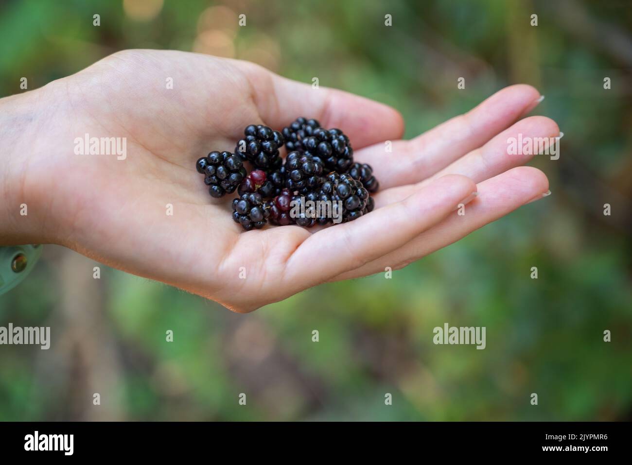 Black dewberries hi-res stock photography and images - Alamy