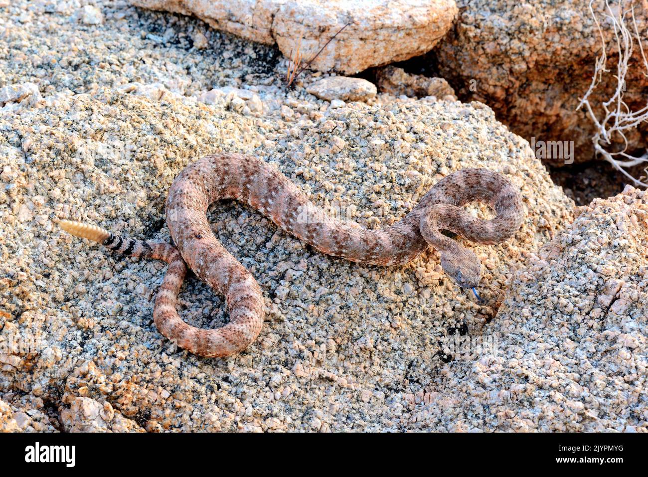 Southwestern speckled rattlesnake (Crotalus mitchellii pyrrhus), Near ...