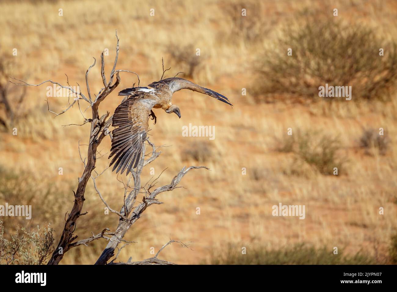 White backed Vulture taking off from tree in Kruger National park ...
