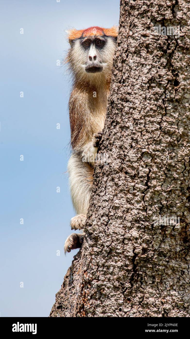 Common patas monkey (Erythrocebus patas) is sitting on a tree ...