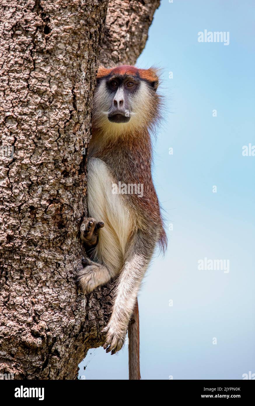 Common patas monkey (Erythrocebus patas) is sitting on a tree ...