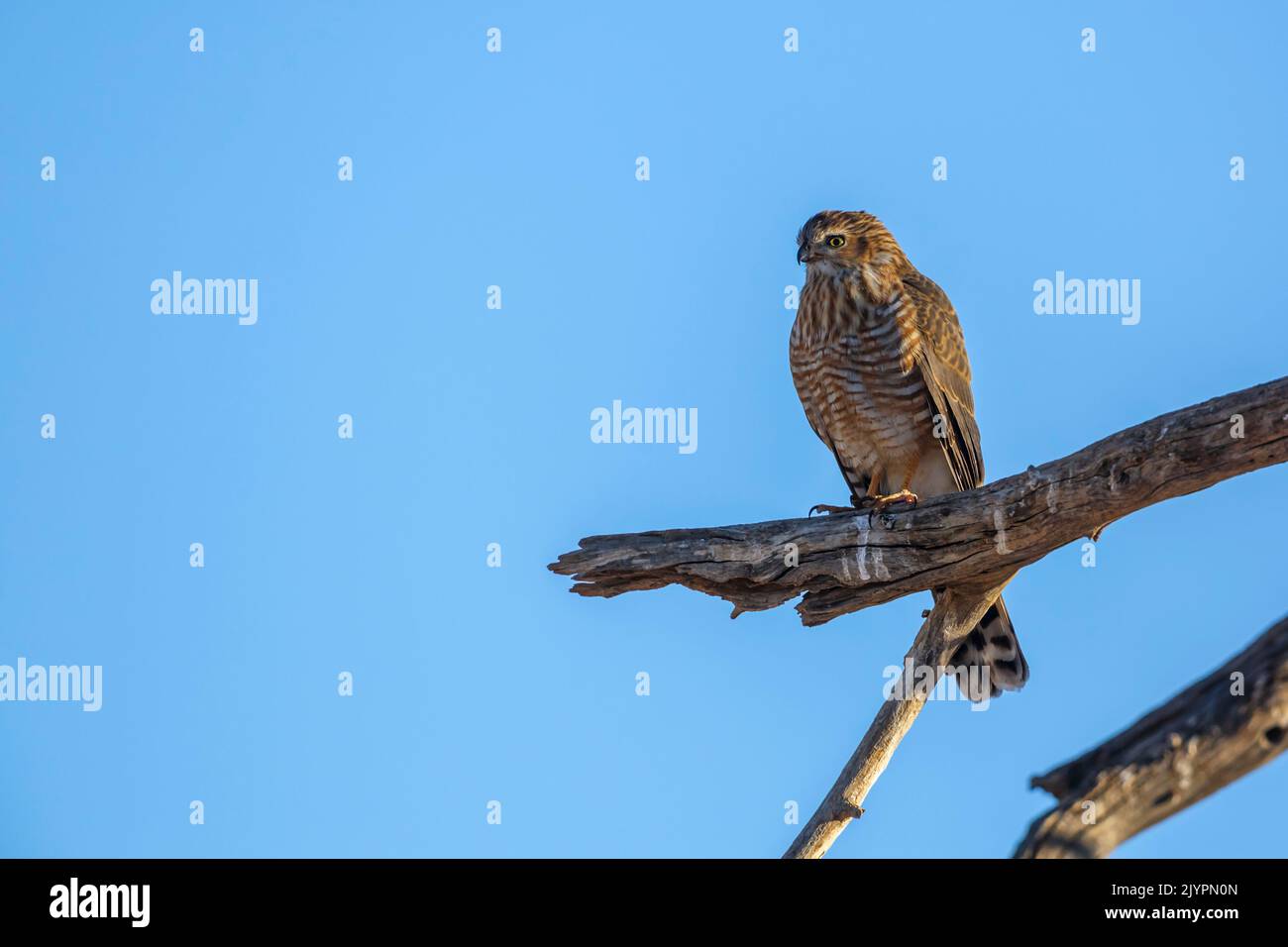 Gabar Goshawk (Micronisus gabar) juvenile standing on branch isolated ...