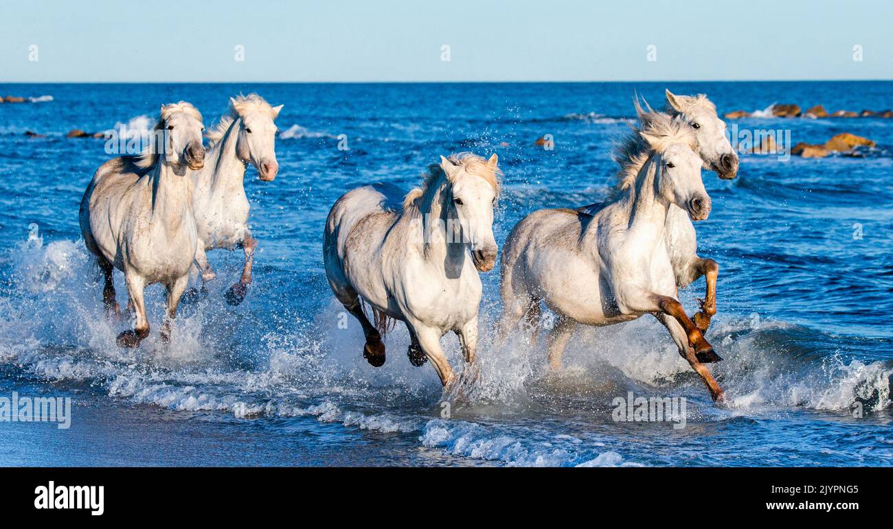 White Camargue Horses galloping along the sea beach. Parc Regional de ...