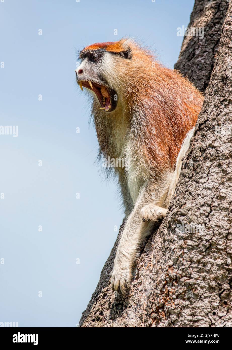 Common patas monkey (Erythrocebus patas) is sitting on a tree ...