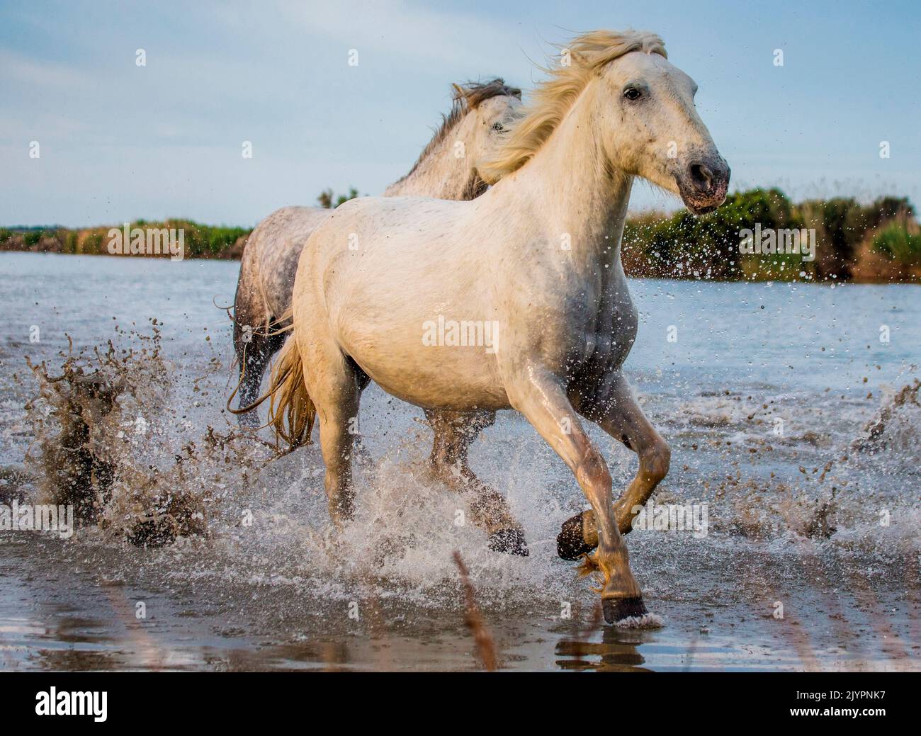 White Camargue Horses are running in the swamps nature reserve. Parc ...
