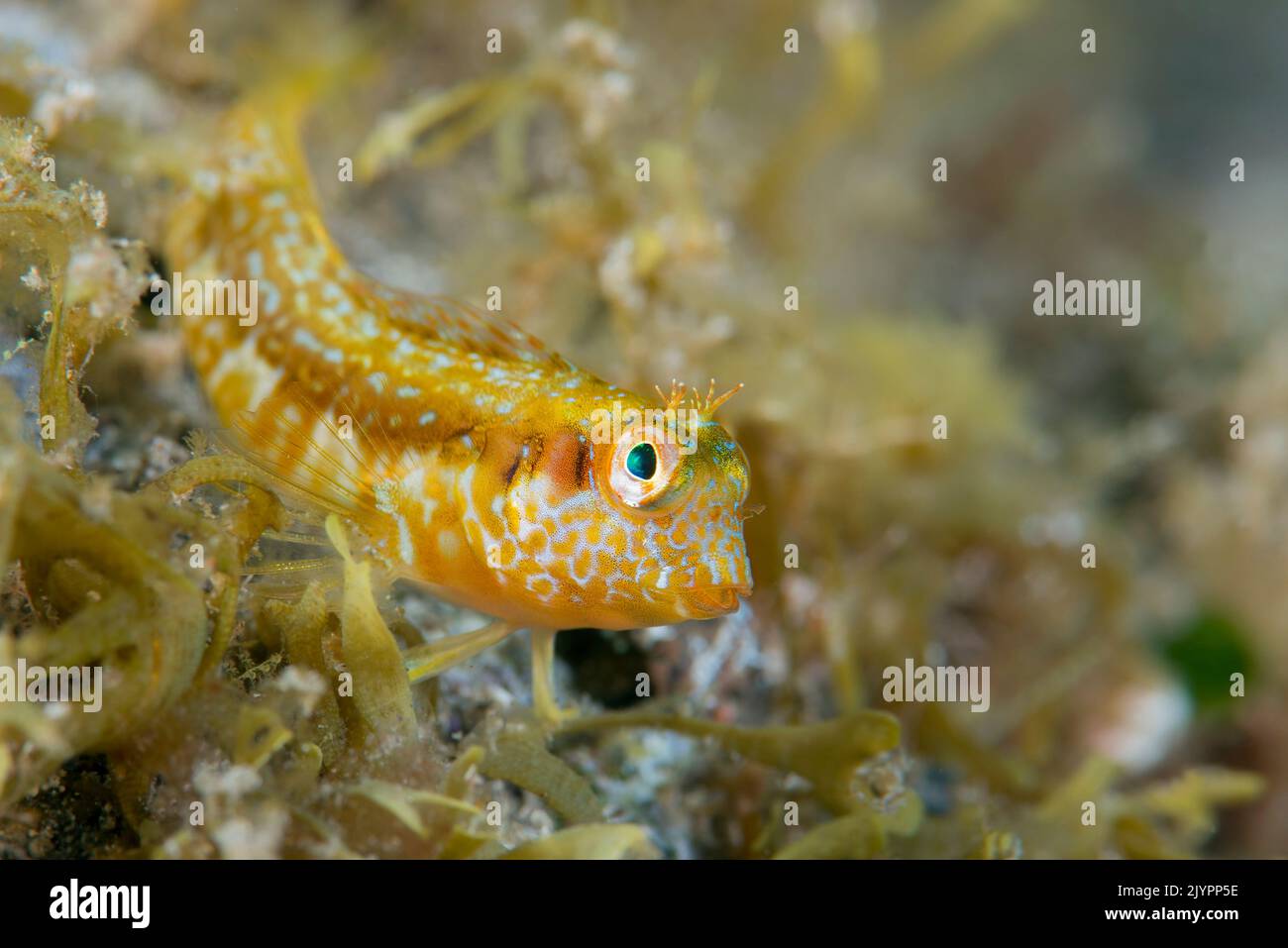 Rock pool blenny hi-res stock photography and images - Alamy