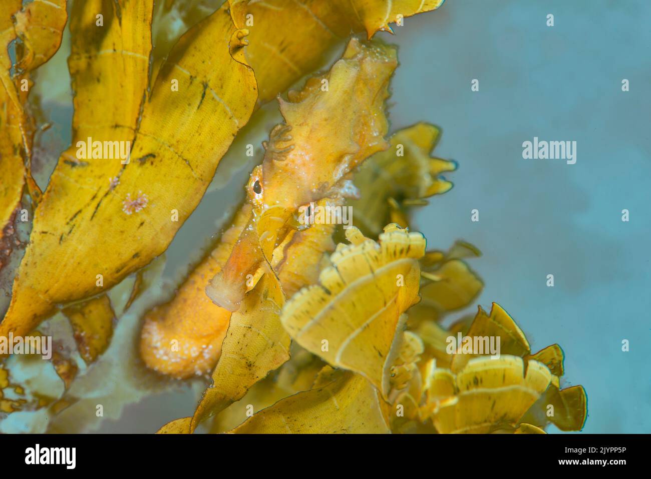Sea-horse (Hippocampus hippocampus), Fish of the Canary Islands ...