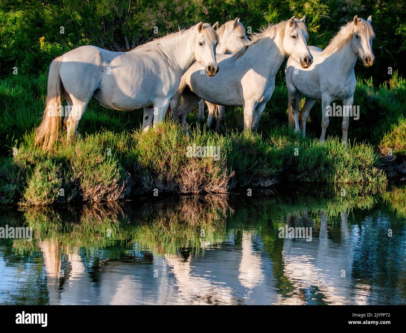 White Camargue Horses are standing in the swamps nature reserve. Parc ...
