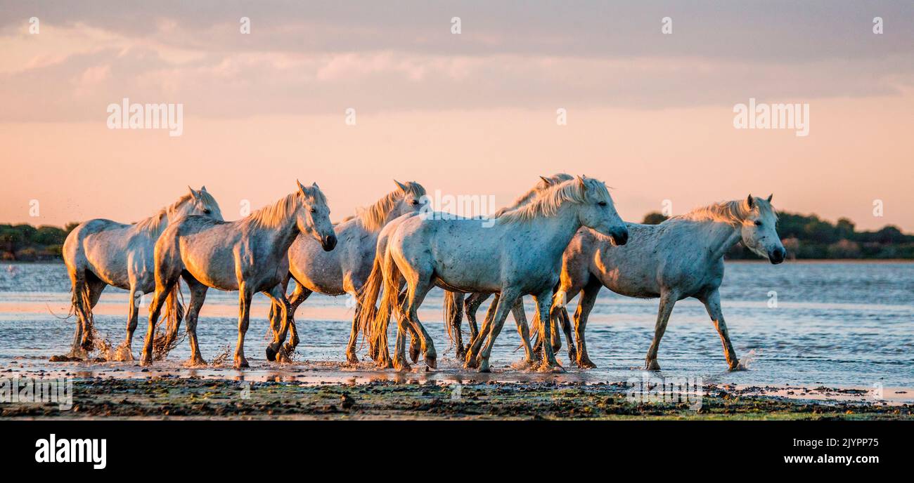 White Camargue Horses are standing in the swamps nature reserve. Parc ...