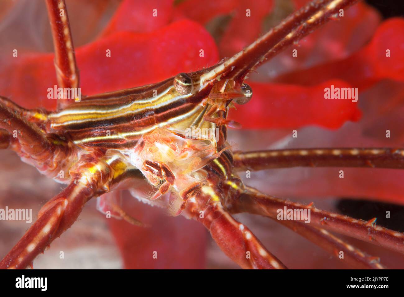 Arrow crab (Stenorhynchus lanceolatus), Marine invertebrates of the ...