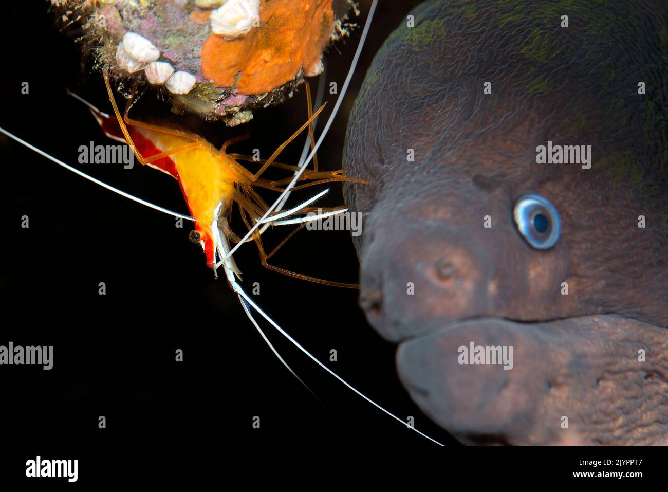 Symbiosis. Red-baked cleaner shrimp (Lysmata grabhami) deworming a ...