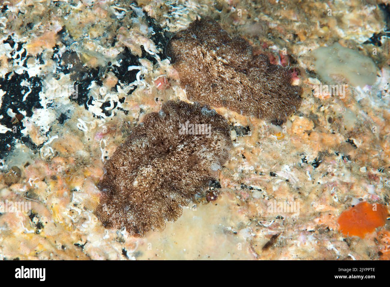 Flat worm hi-res stock photography and images - Alamy