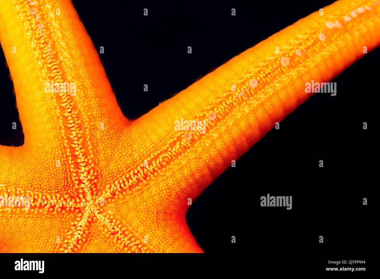 STARFISH (Narcissia canariensis). Endemic species. Detail of the tube ...