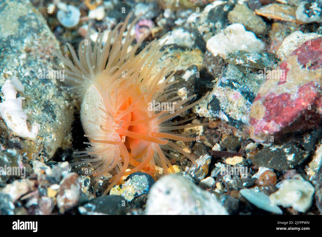Flame shell, Gaping file shell (Limaria hians), Marine invertebrates of ...