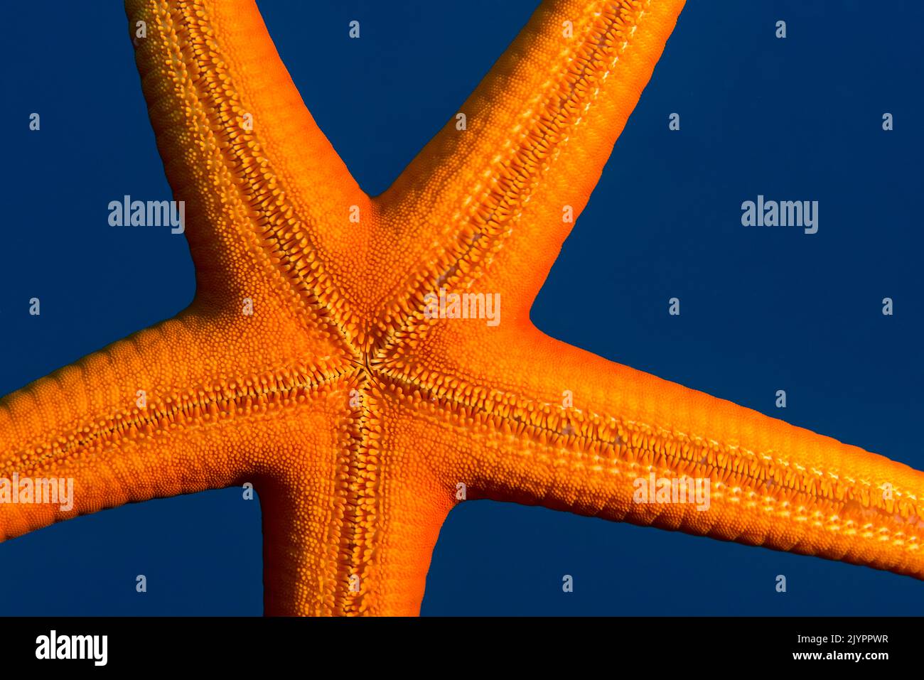 Starfidh (Narcissia canariensis). Endemic species. Detail of the tube ...