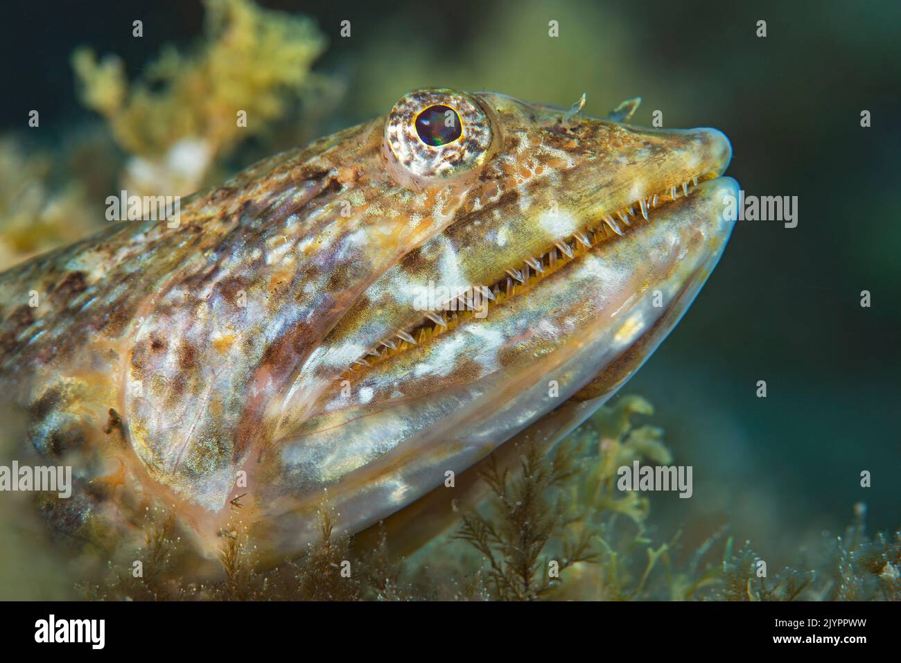 Lizarfish (Synodus synodus) Canary fish, Tenerife, Canary Islands Stock ...