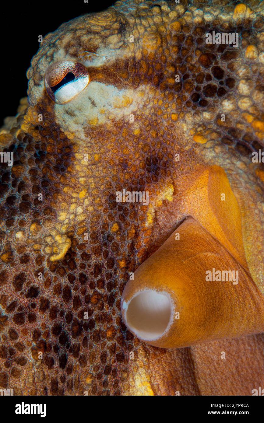 Detail of the eye of an octopus (Octopus vulgaris). Marine ...
