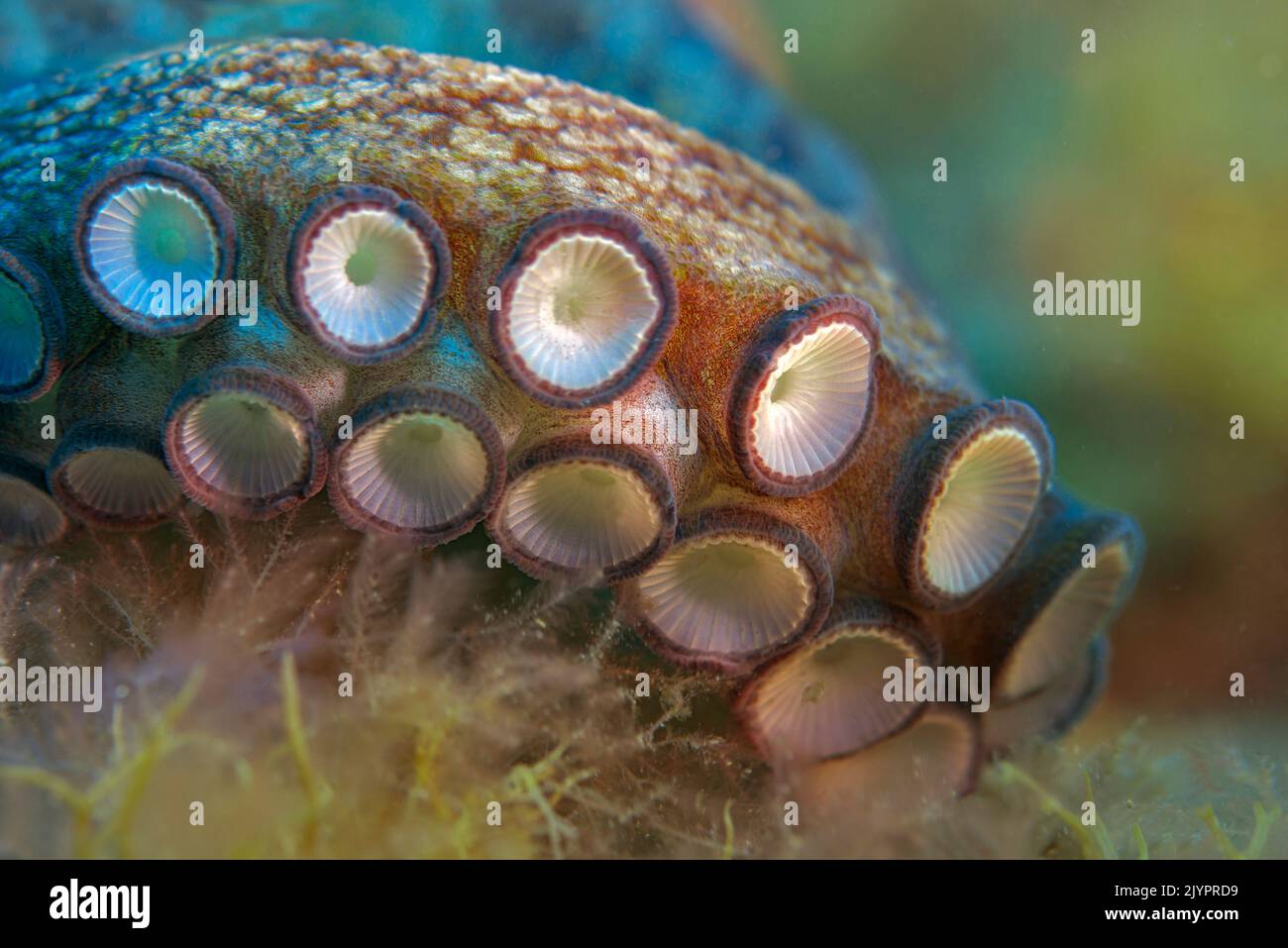 Detail of the tentacles of an octopus (Octopus vulgaris). Marine ...