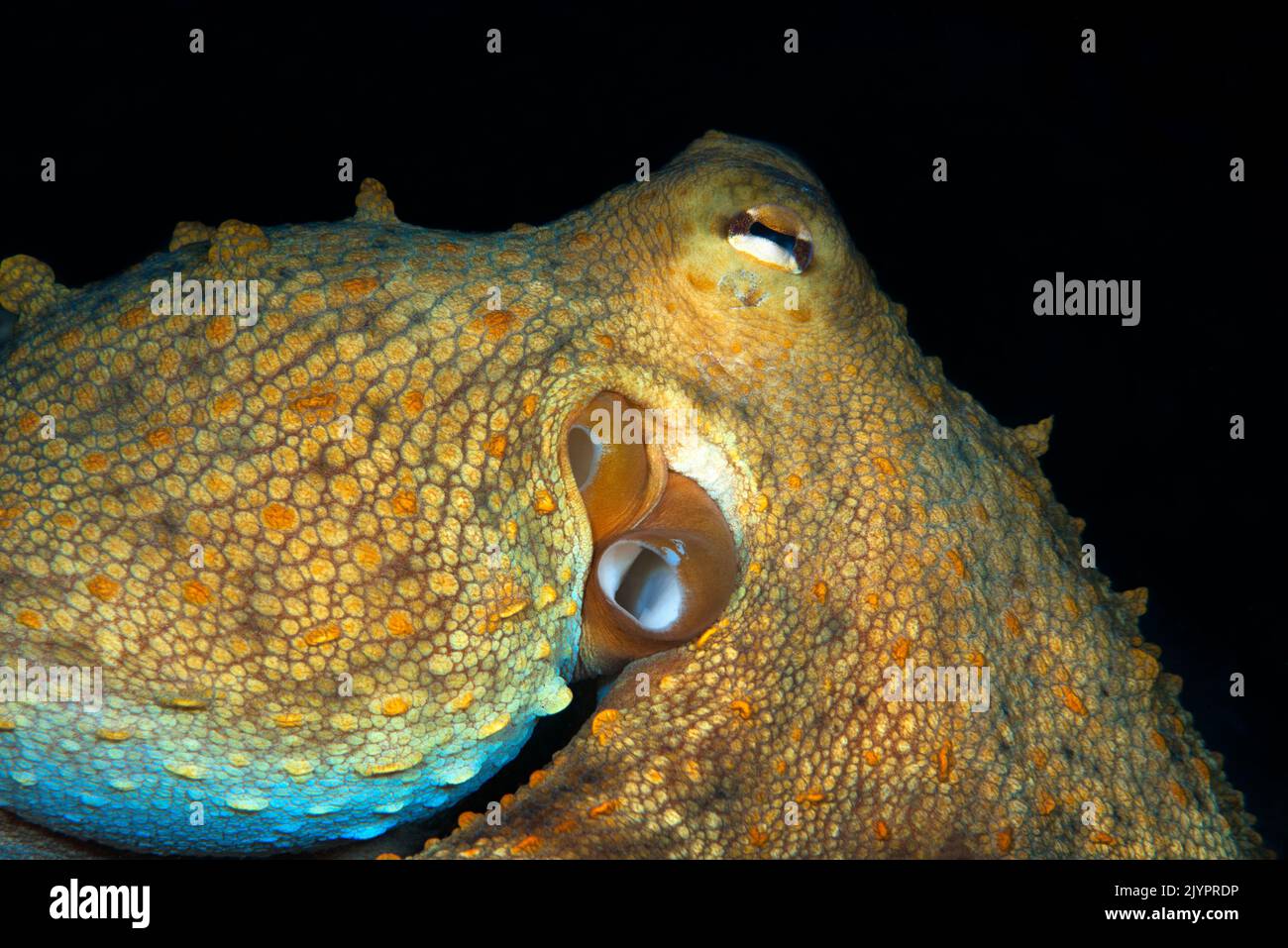 Detail of octopus (Octopus vulgaris). Marine invertebrates of the ...