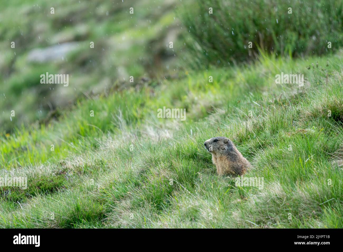 Alpine Marmot (Marmota marmota) emerging from burrow. Valcolla, former ...