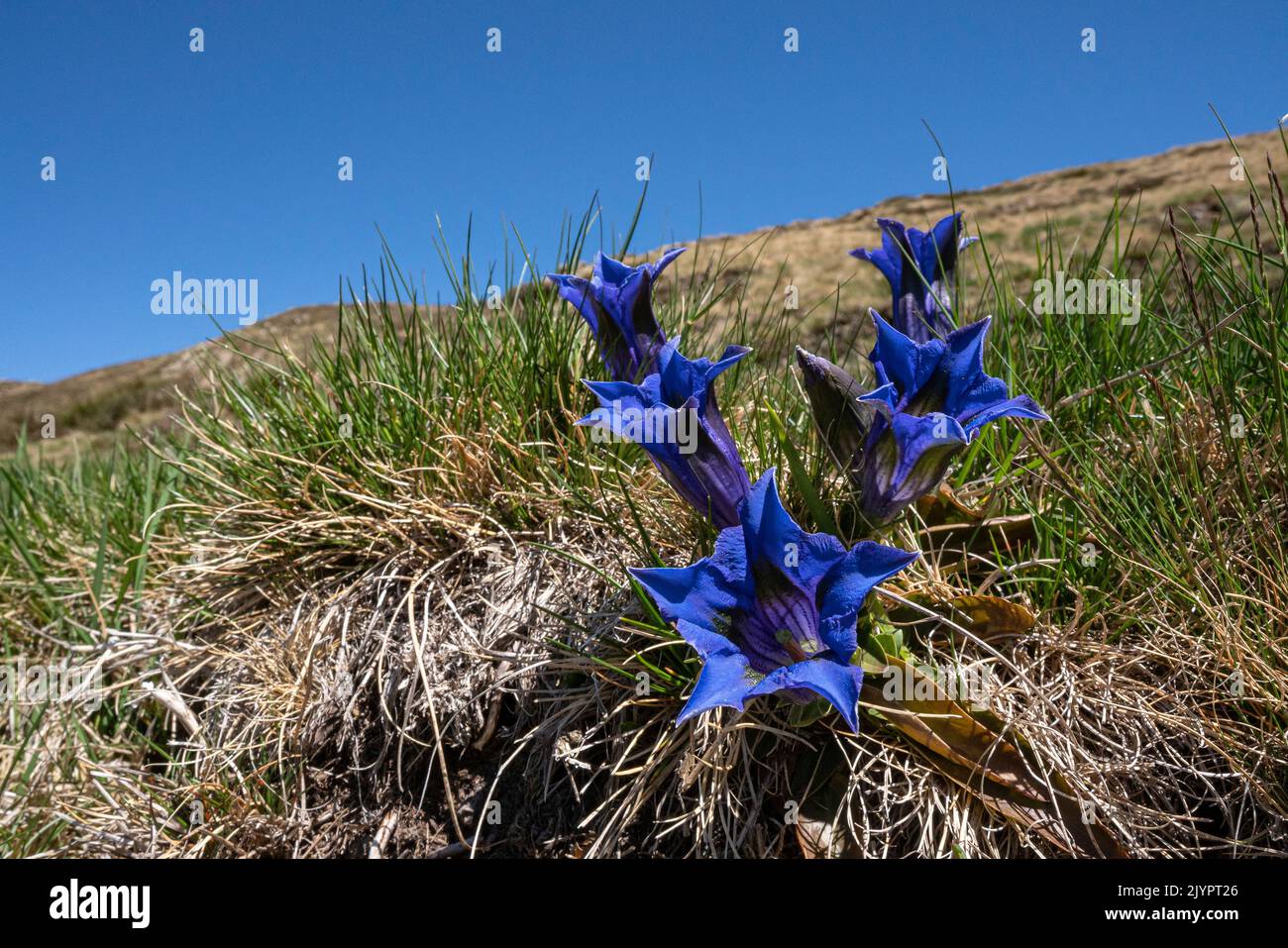 Alpine Gentiana (Gentiana alpina) this subspecies of the gentian ...