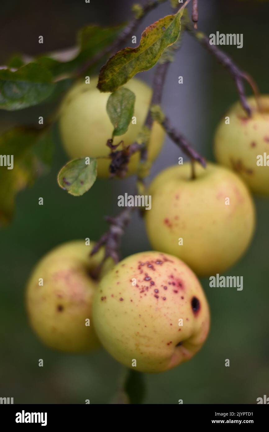 Apples with plant hi-res stock photography and images - Alamy