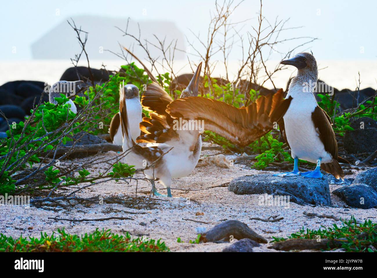 Mating parade of blue-footed boobies (Sula nebouxii). Galapagos ...