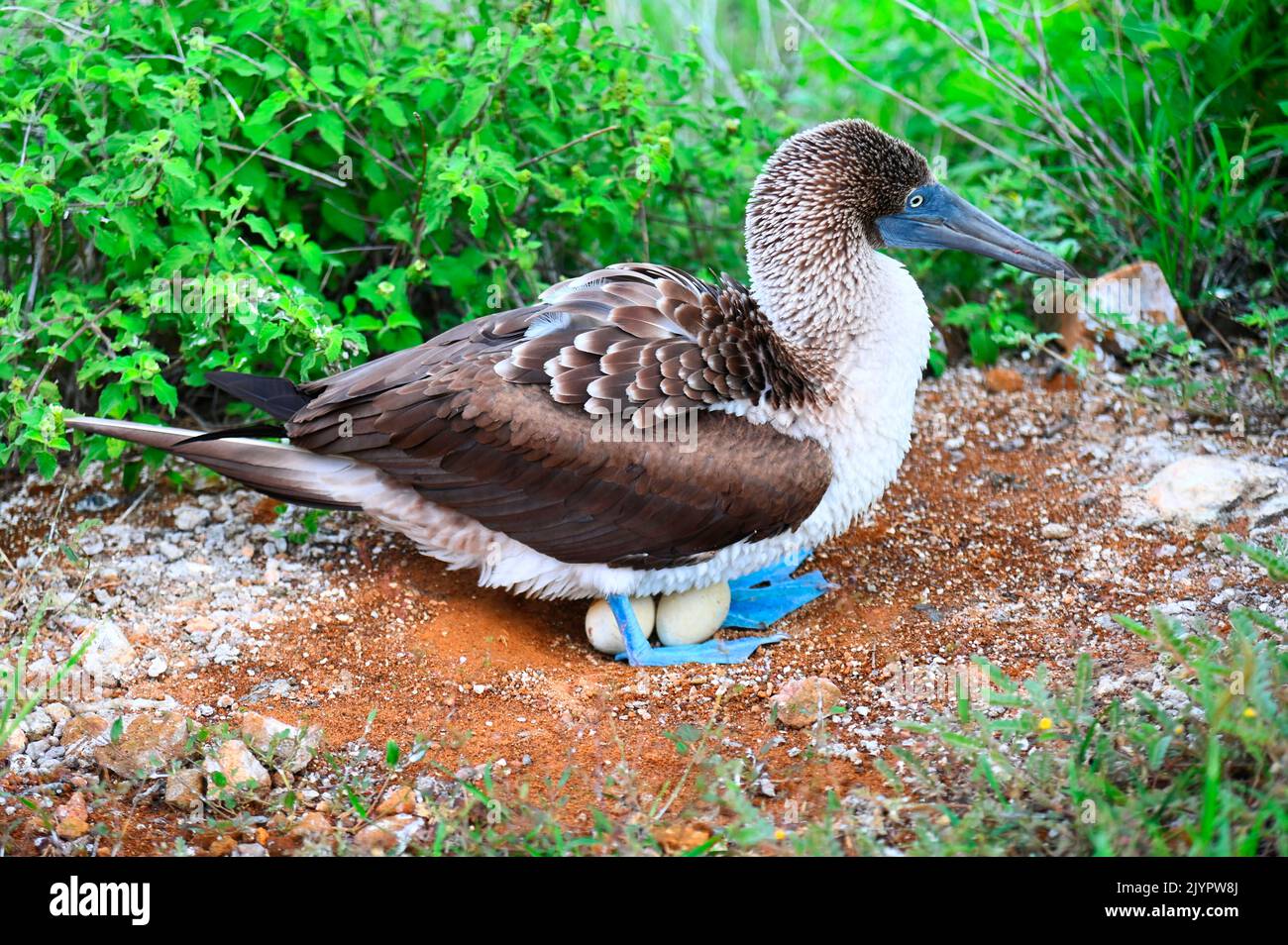 Blue footed booby (Sula Nebouxii) upon its eggs on the ground ...