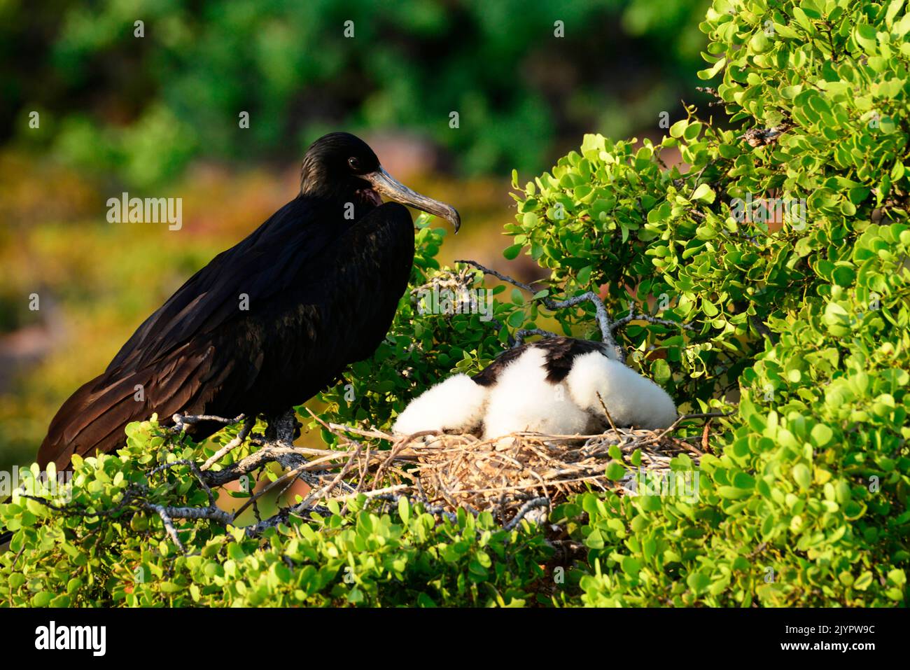 Female frigate bird (Fregata magnificens) on its nest with its youngs ...
