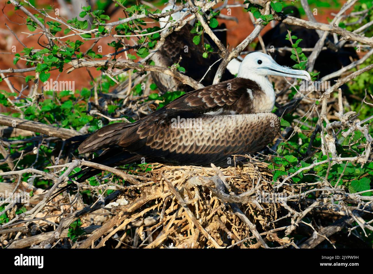 Young frigate bird (Fregata magnificens) on its nest. Seymour North ...