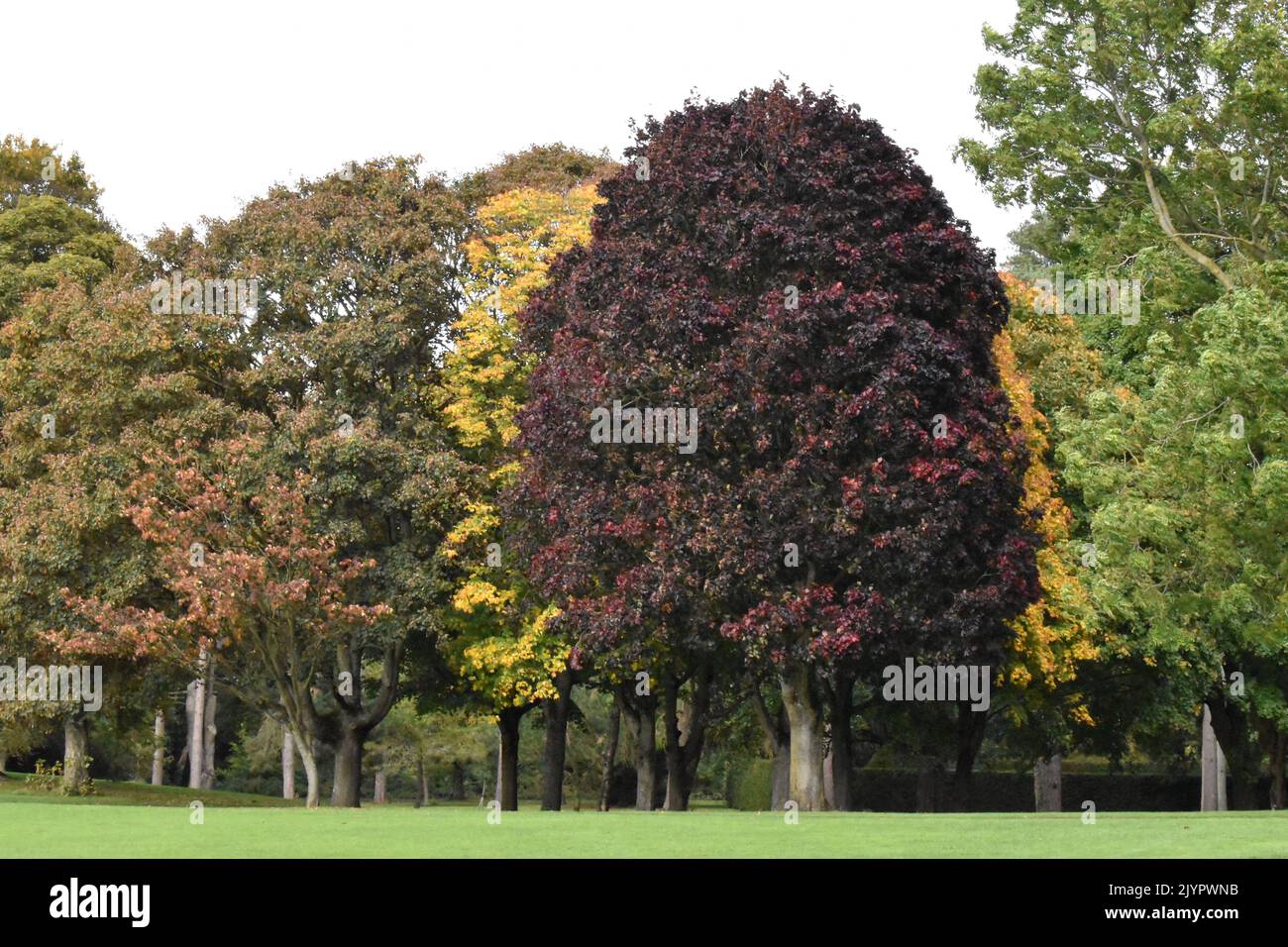 Autumn trees ireland hi-res stock photography and images - Alamy