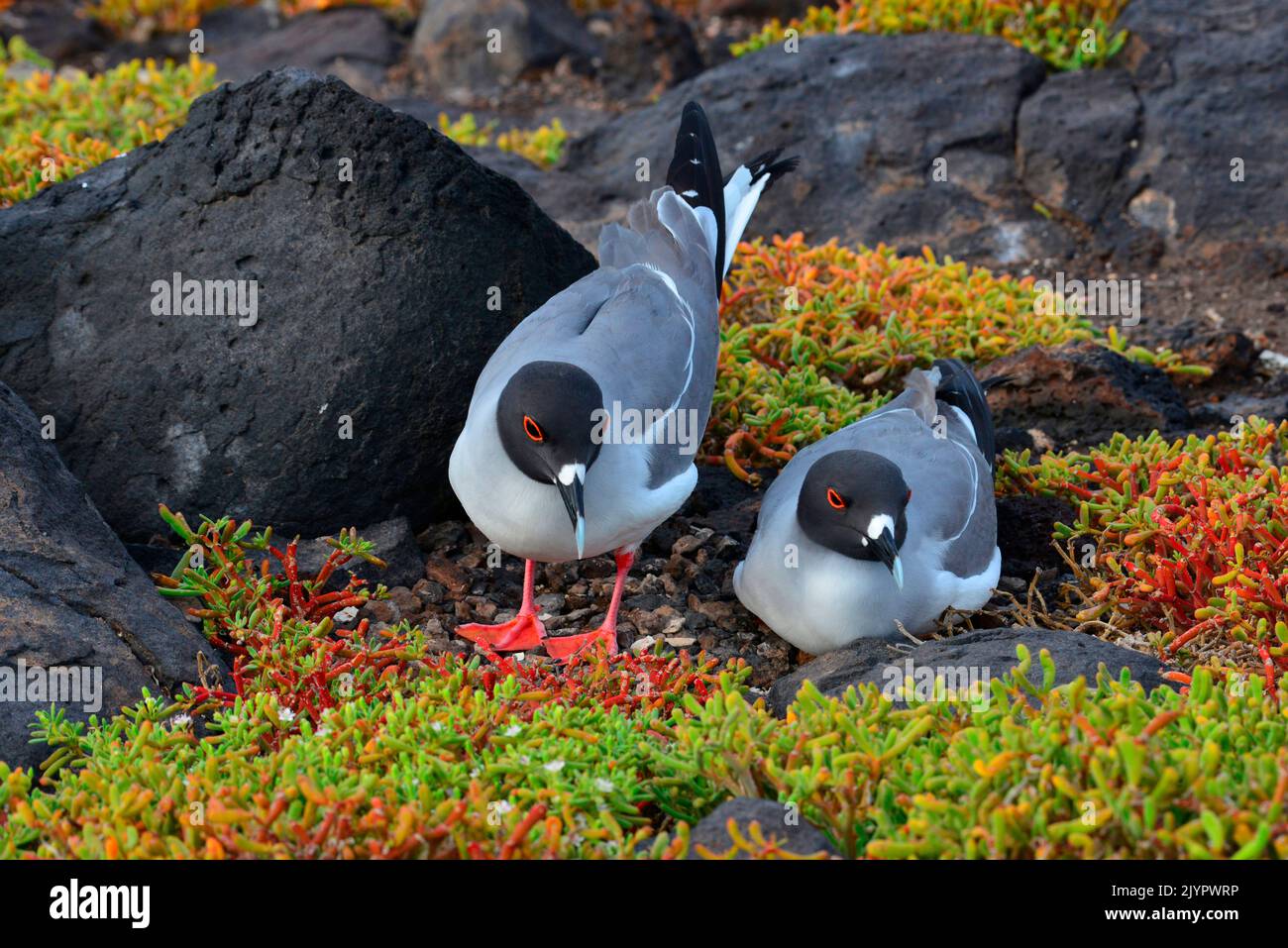 Couple of swallow-tailed gull (Creagrus furcatus) nesting. It is an ...