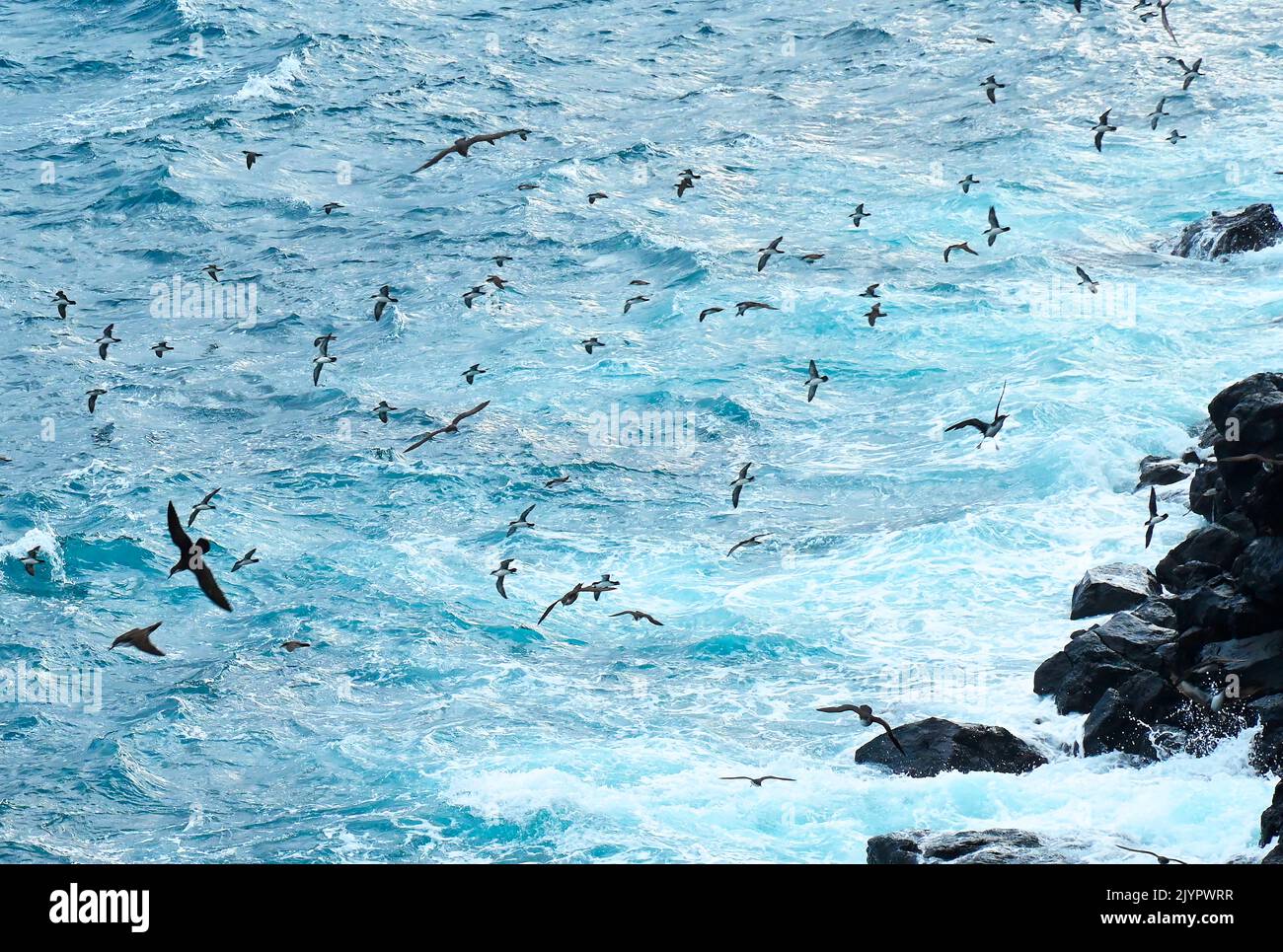 Galapagos petrel (Pterodroma phaeopygia) flying upen the sea. It is an ...